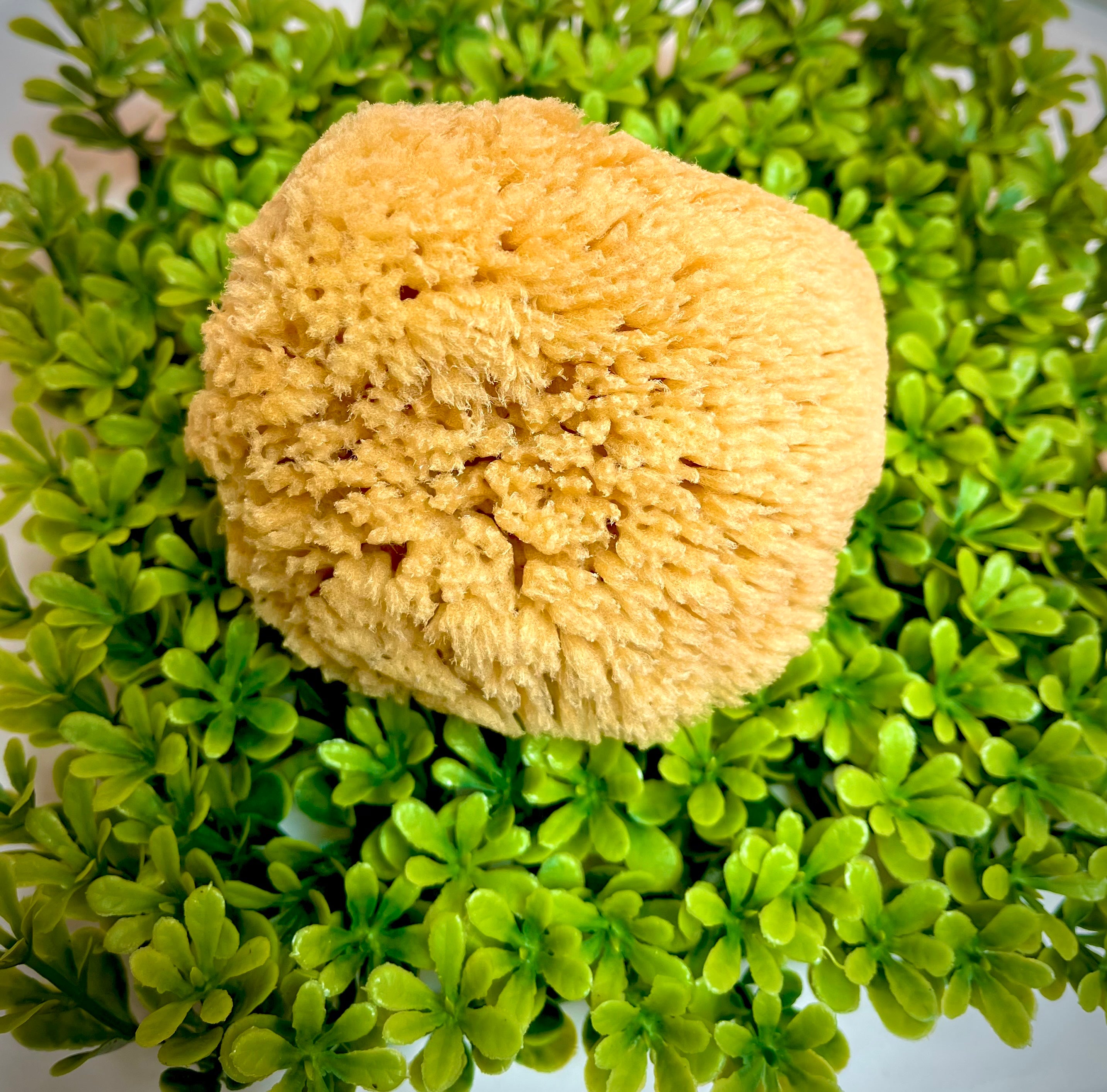 Natual Dead Sea Sponge | Smooth Like Jas,LLC